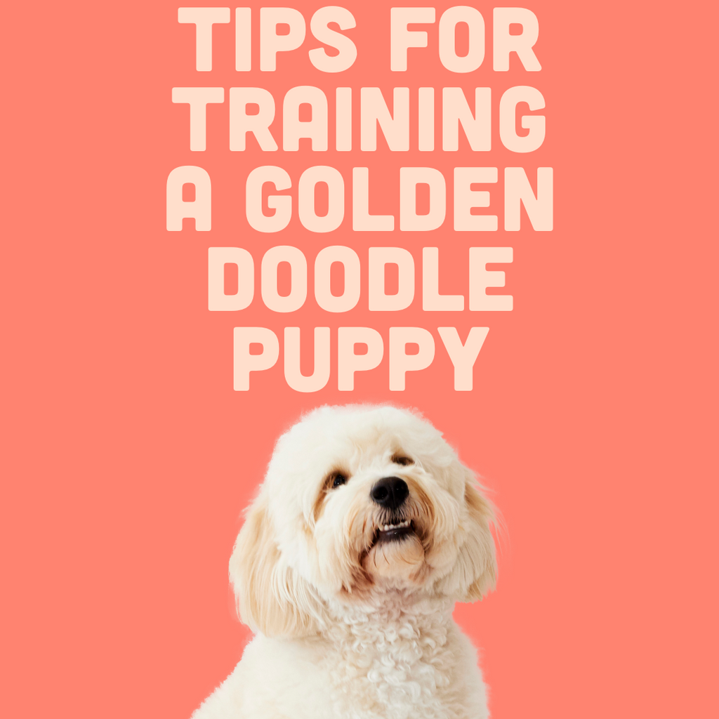 Tips to Train a Golden Doodle Puppy – Dr. Sniff