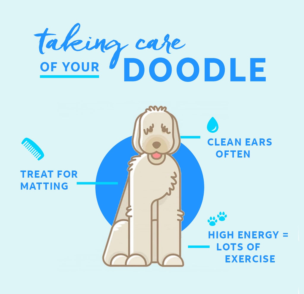 What New Doodle Parents Need to Know – Dr. Sniff